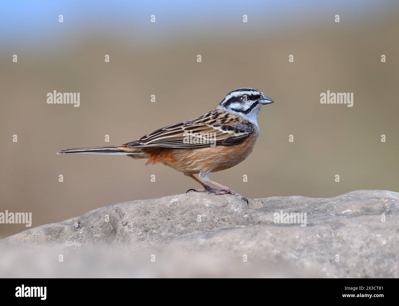 Rock Bunting - Emberiza cia Stock Photo - Alamy
