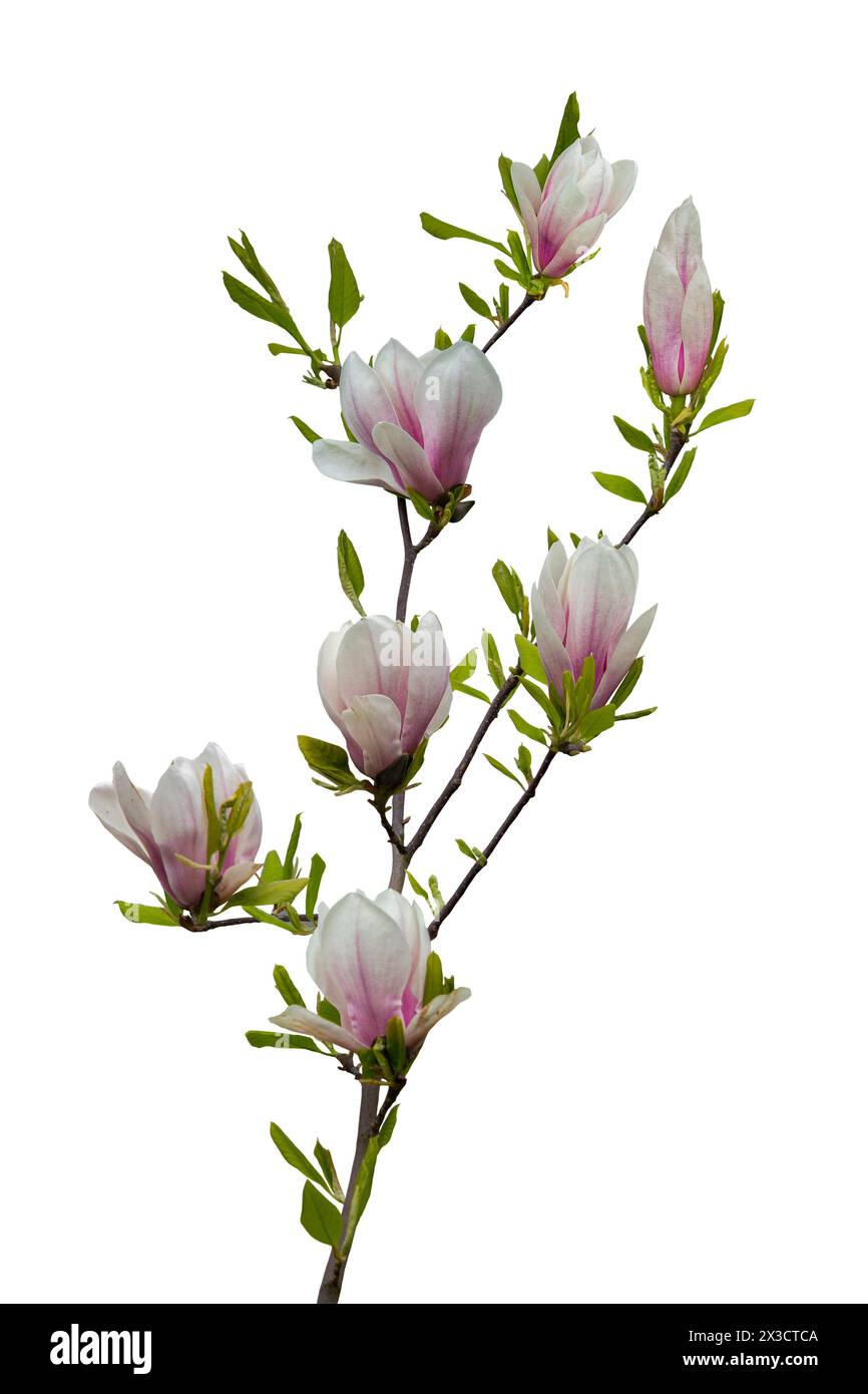 Magnolia flower on tree Cut Out Stock Images & Pictures - Alamy