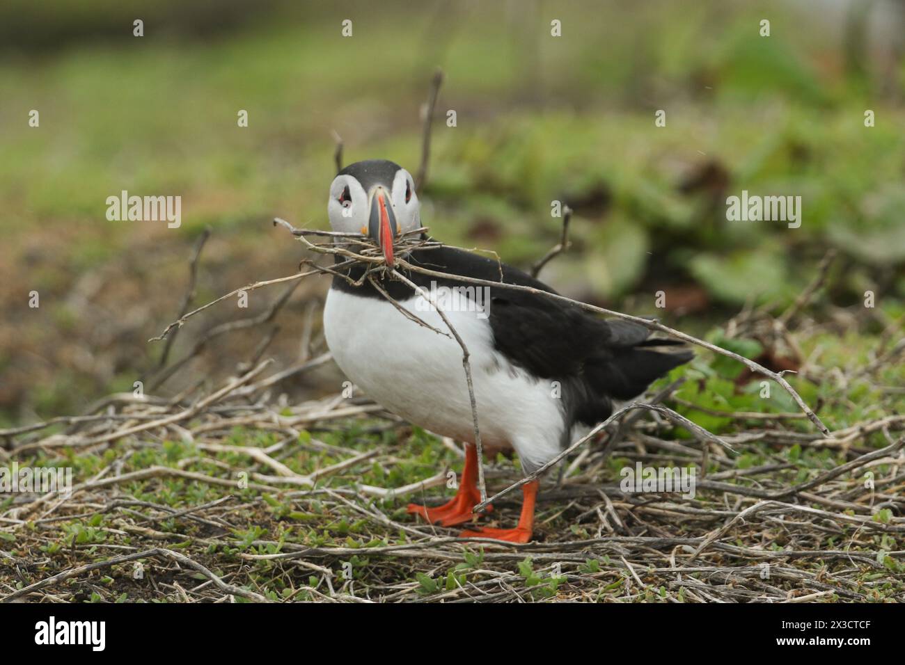 A Puffin, Fratercula arctica, on an island in the sea during breeding ...