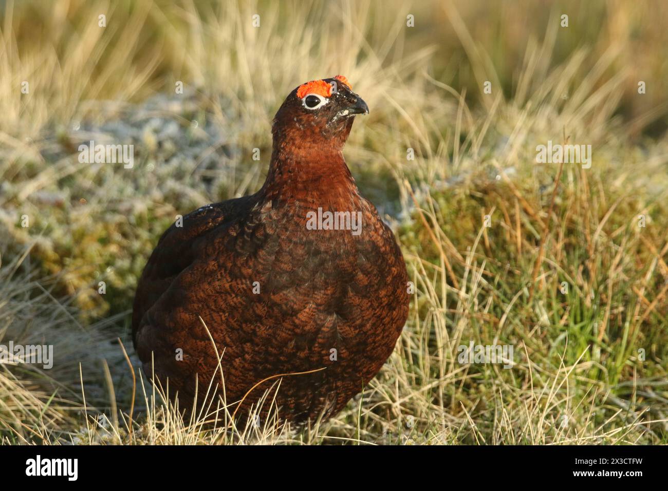 Male red grouse in breeding hi-res stock photography and images - Alamy