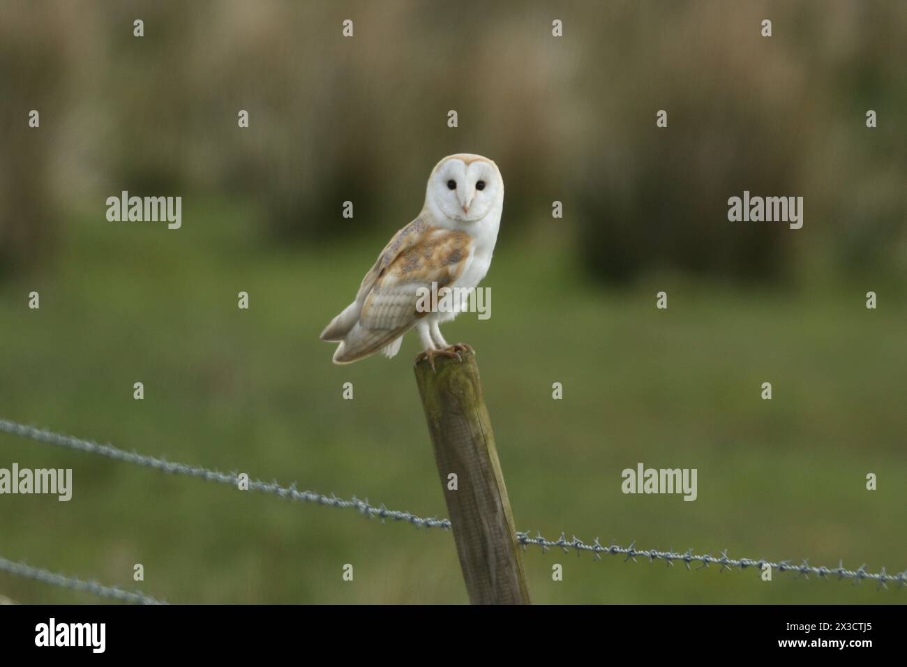 A magnificent hunting Barn Owl, Tyto alba, perching on a fence post ...