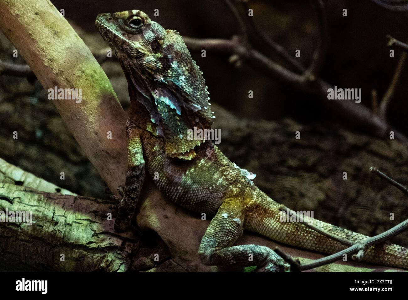 Philippine sailfin lizard (Hydrosaurus pustulatus), a species of ...