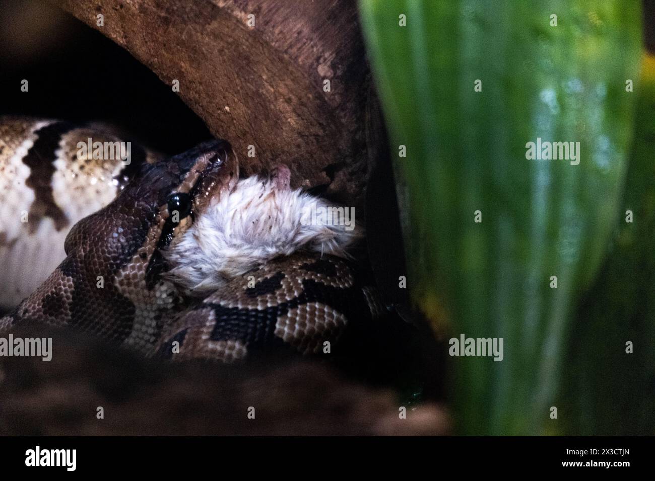 Royal python (Python regius), a species of snake in the Pythonidaeau family, eating a mouse at ...