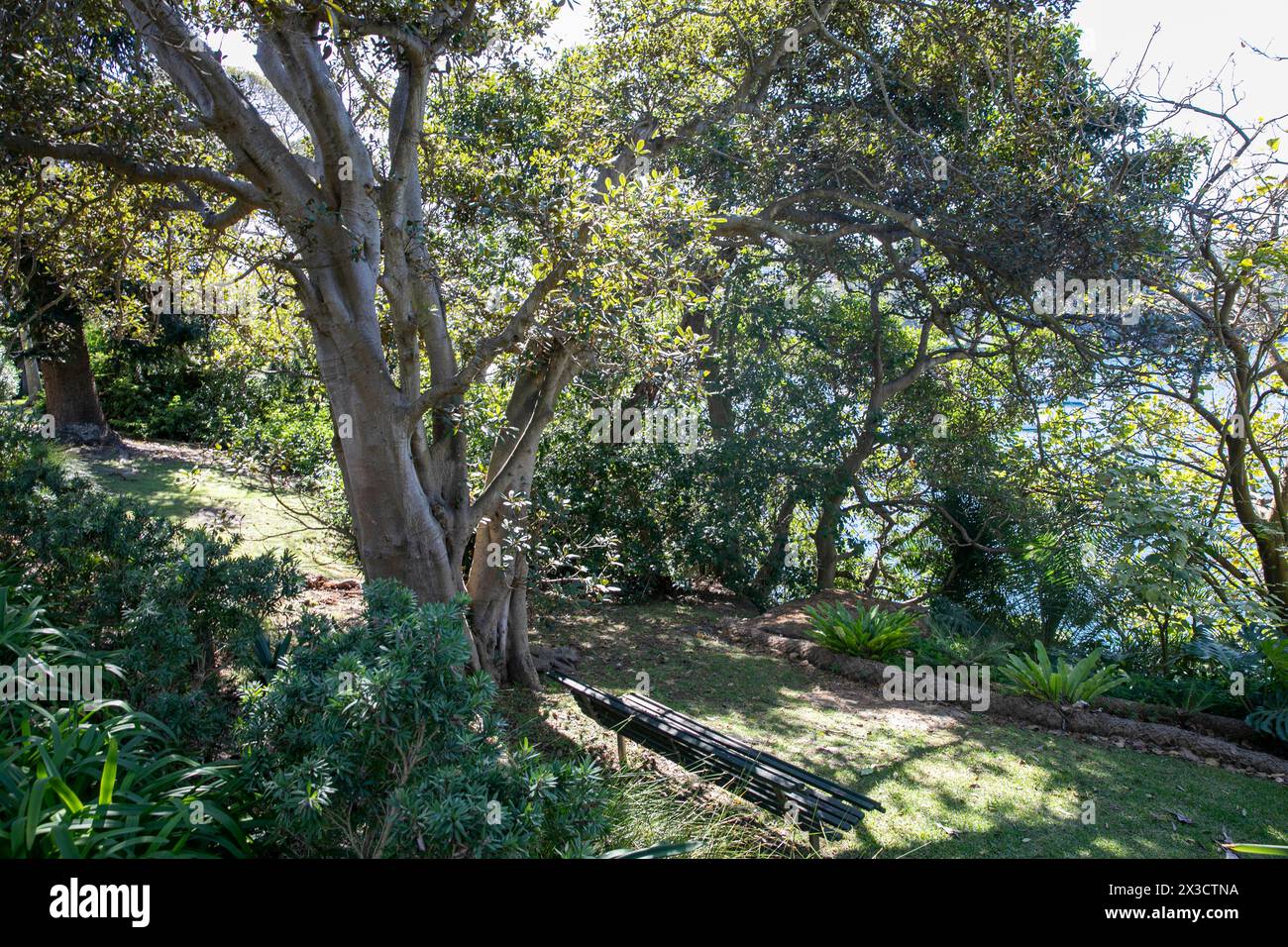 Lex and Ruby Graham Garden, a Sydney secret garden on Cremorne Point ...