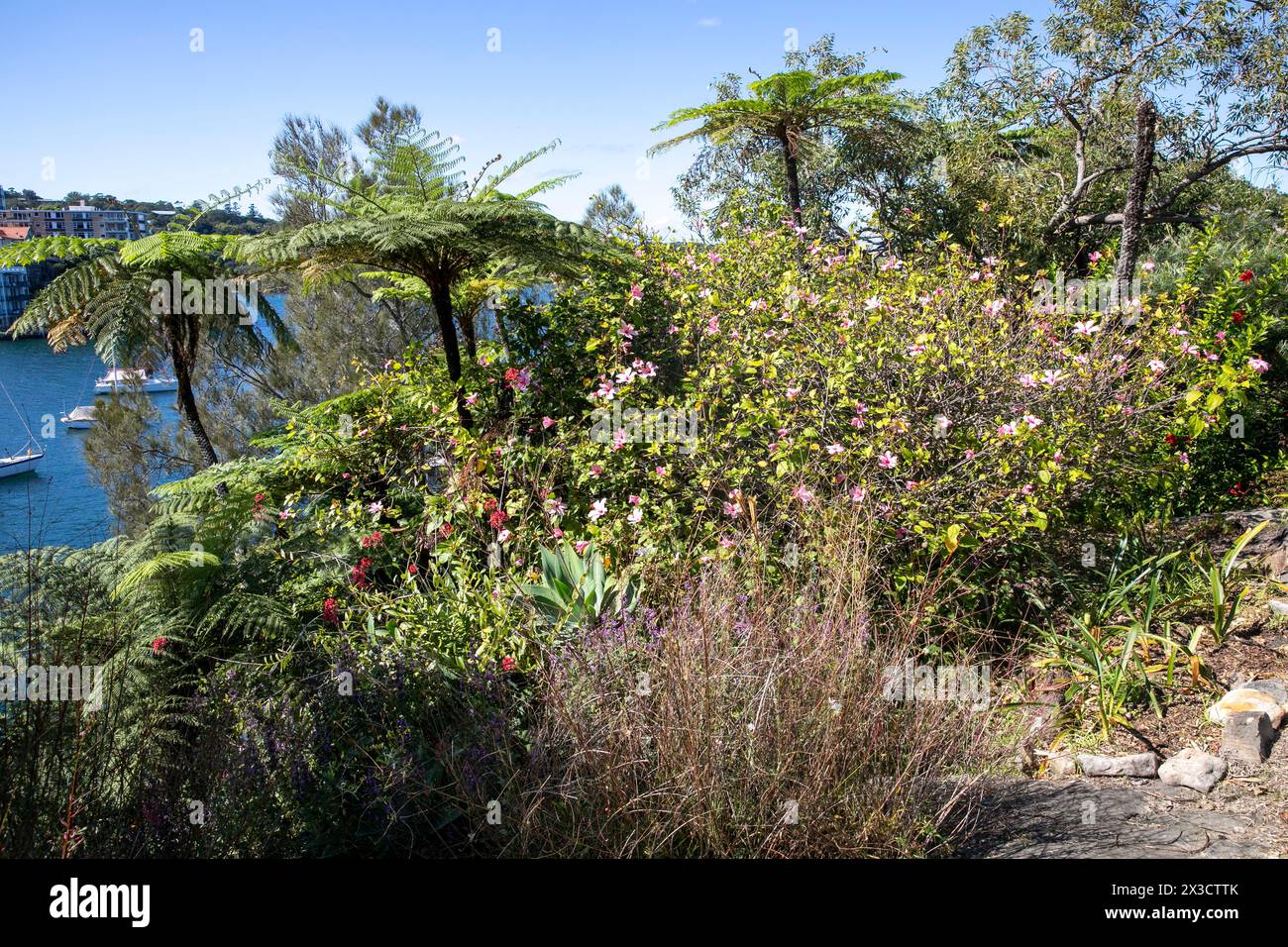 Lex and Ruby Graham Garden, a Sydney secret garden on Cremorne Point ...