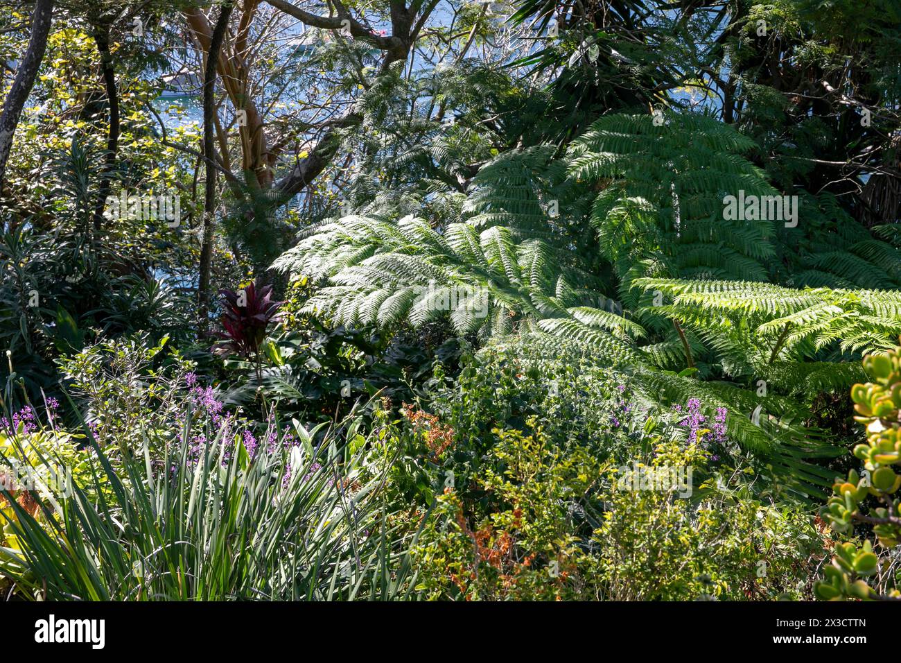 Lex and Ruby Graham Garden, a Sydney secret garden on Cremorne Point ...