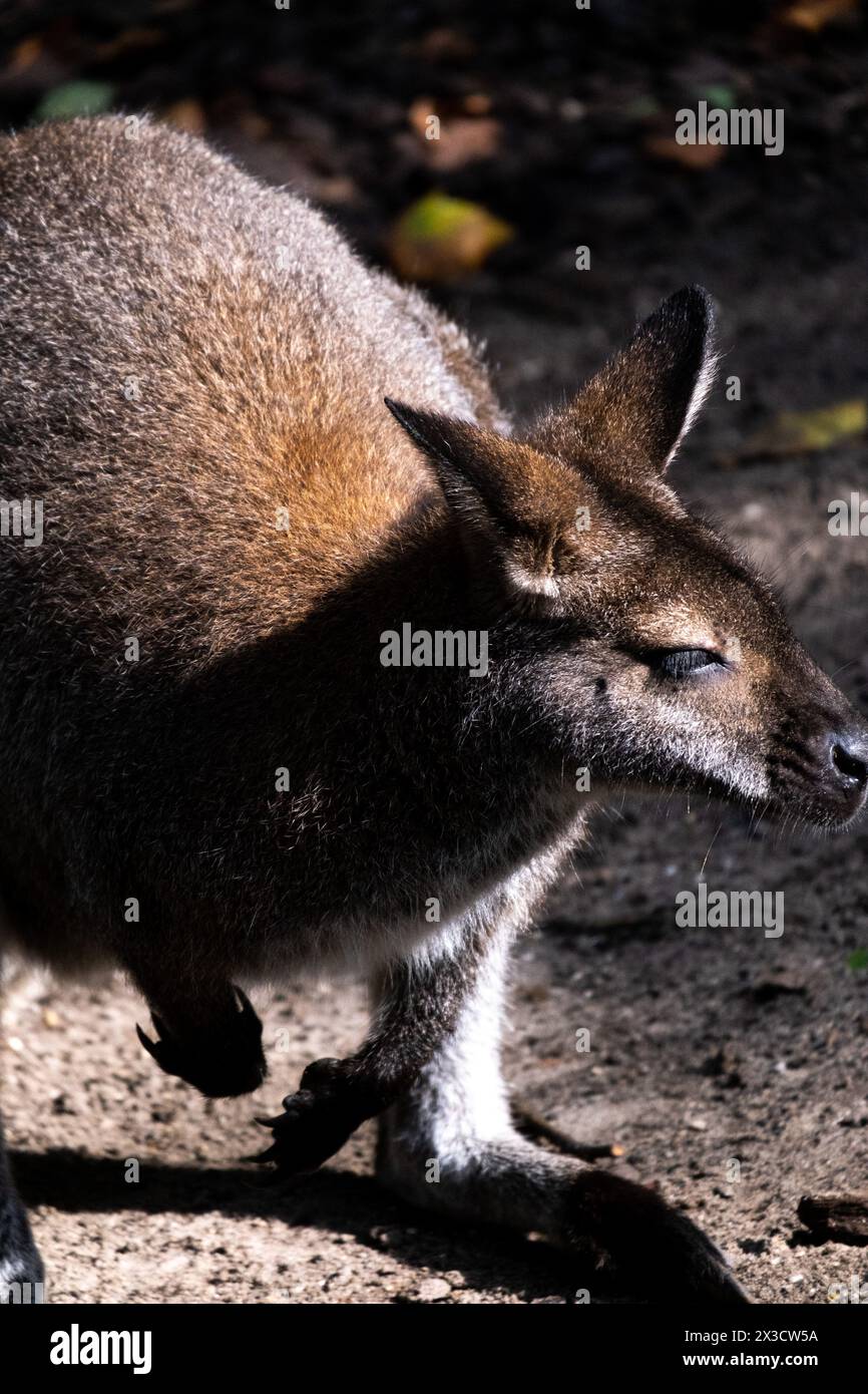 Wallaby, a marsupial similar to a small kangaroo, at Artis zoo in ...
