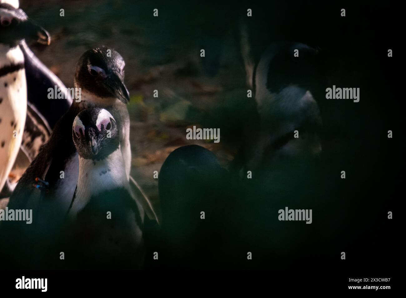 African penguin (Spheniscus demersus), at Artis zoo in Amsterdam in the ...