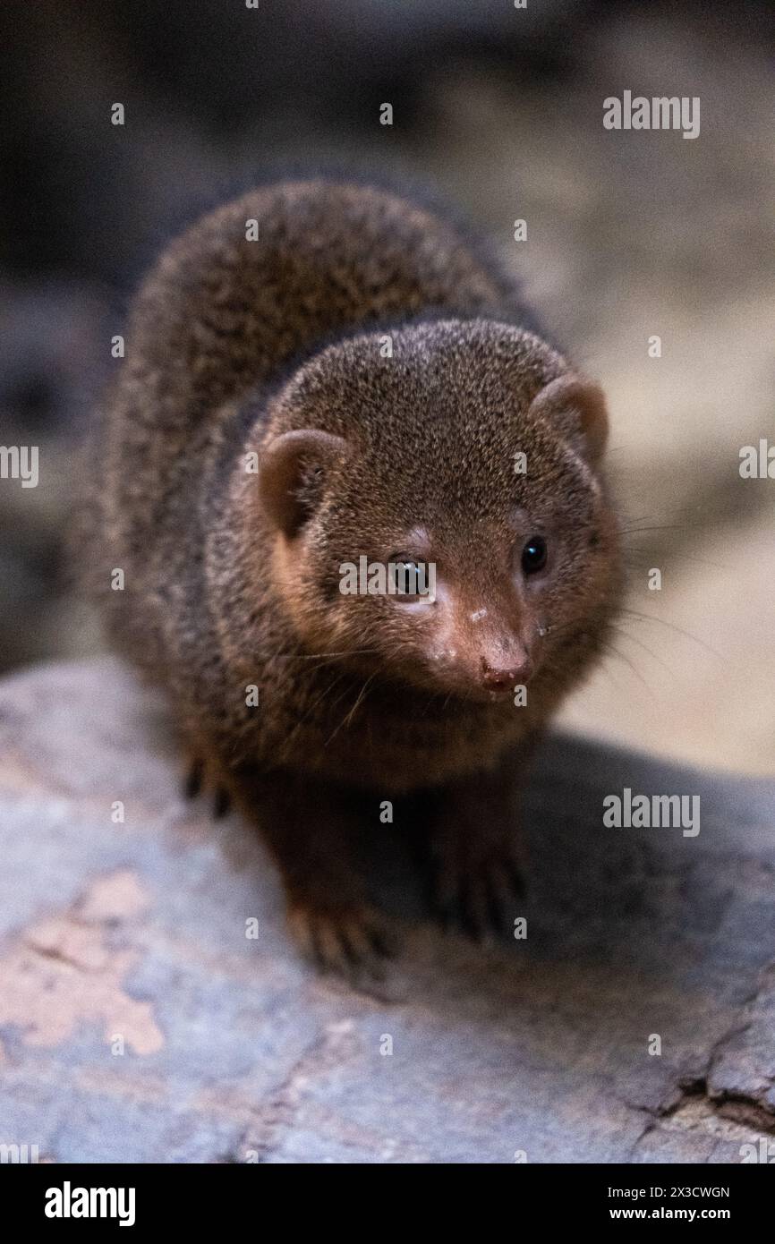 Helogale parvula, or Southern Dwarf Mongoose, is a species of mammal in ...