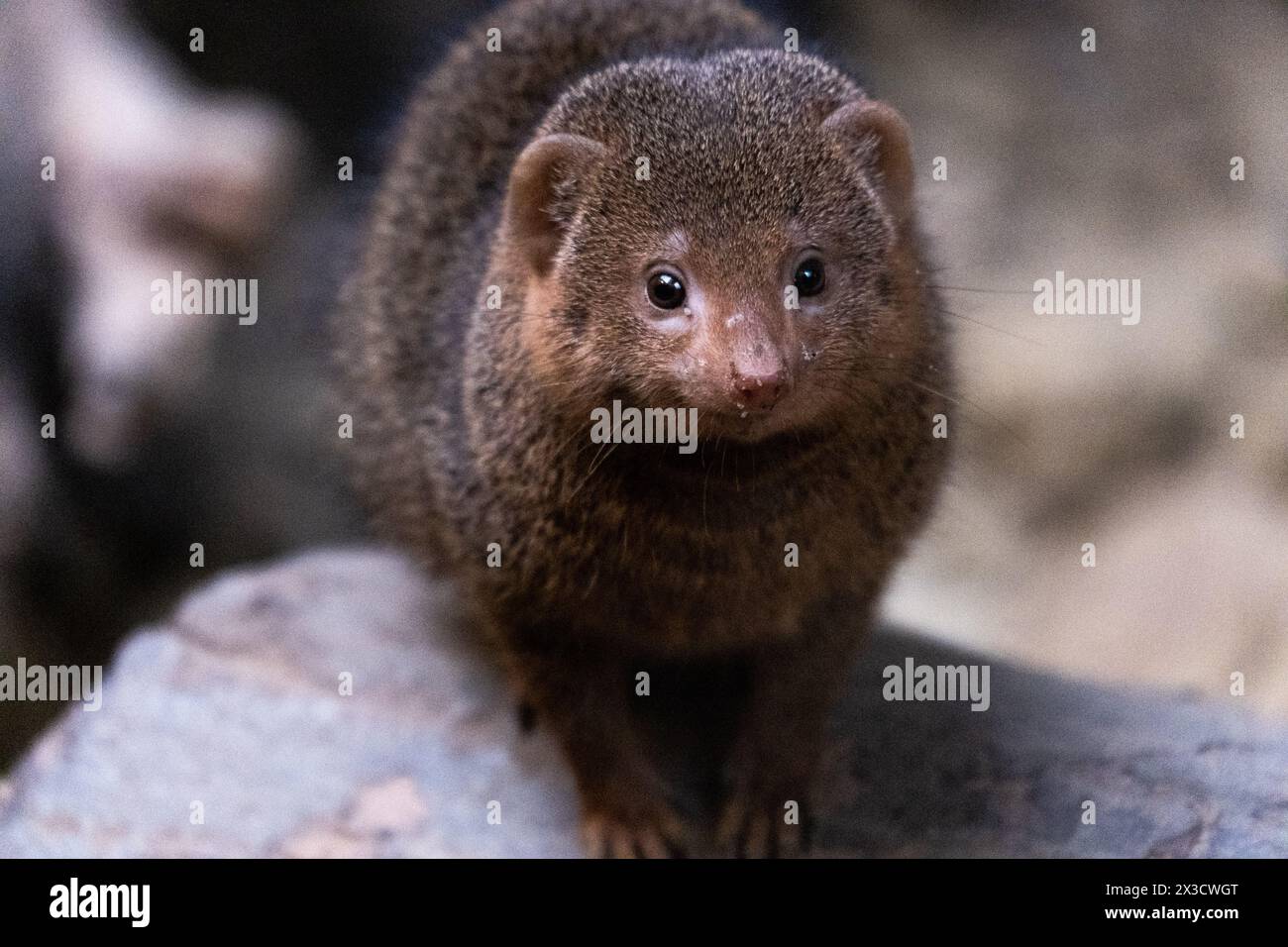 Helogale parvula, or Southern Dwarf Mongoose, is a species of mammal in ...