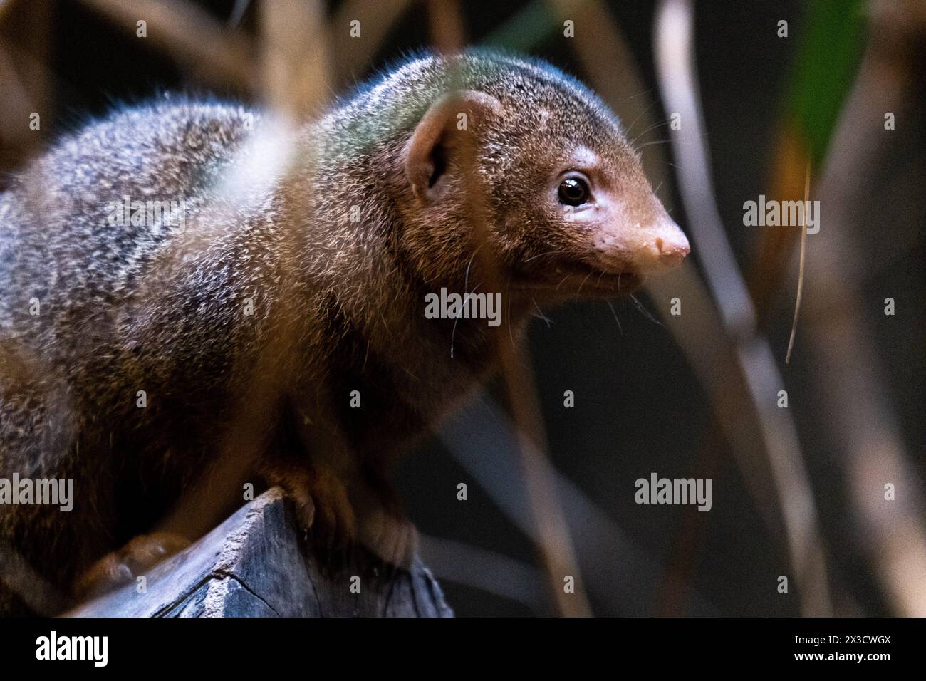 Helogale parvula, or Southern Dwarf Mongoose, is a species of mammal in ...