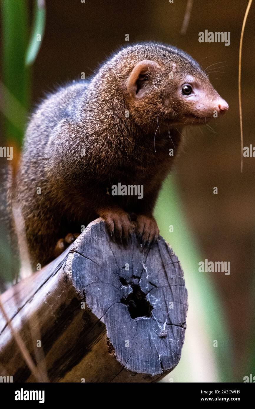 Helogale parvula, or Southern Dwarf Mongoose, is a species of mammal in ...