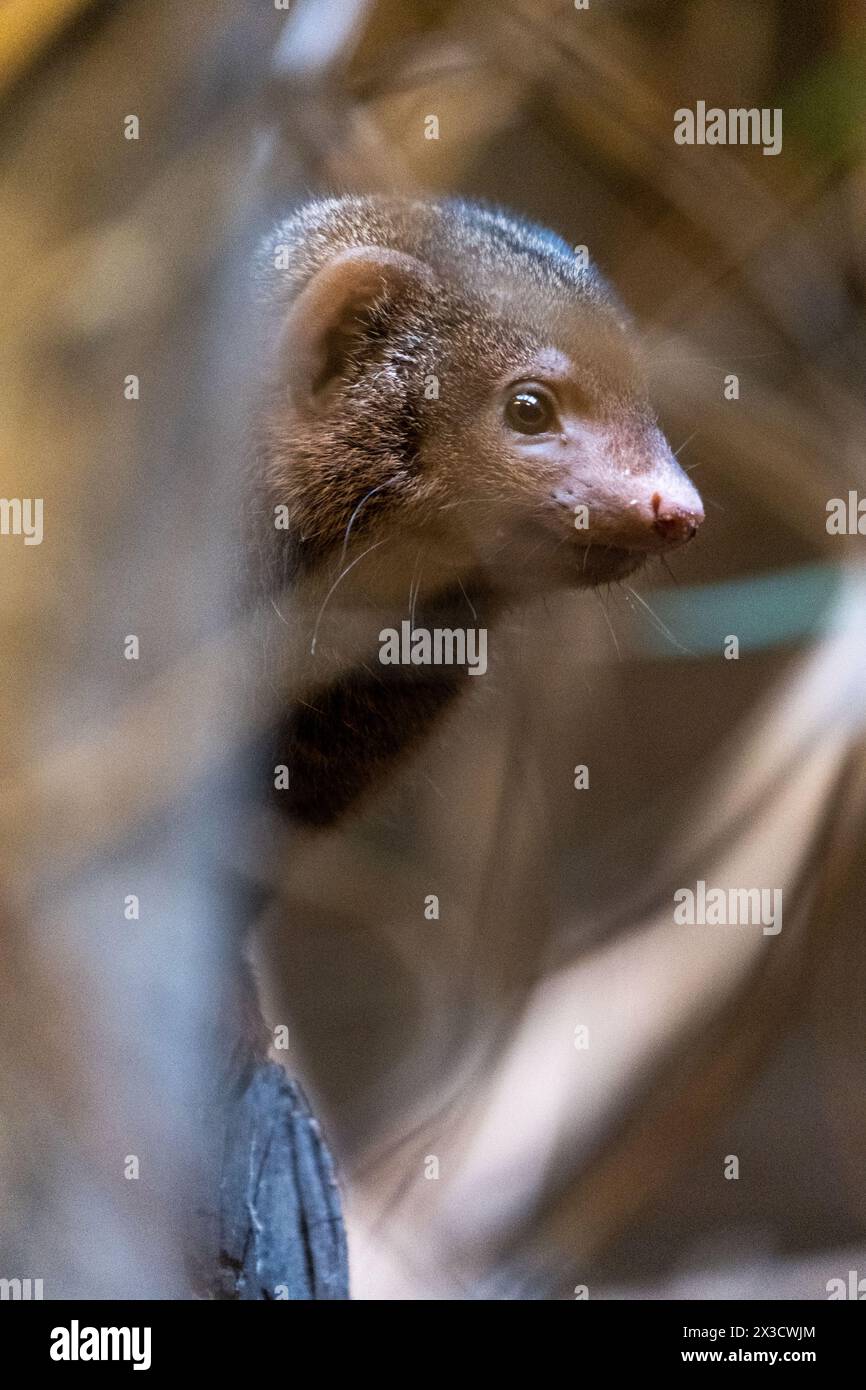Helogale parvula, or Southern Dwarf Mongoose, is a species of mammal in ...