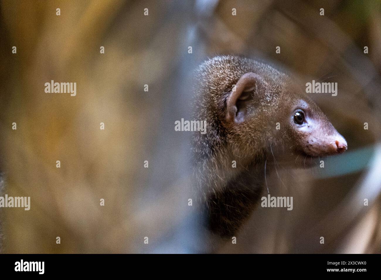 Helogale parvula, or Southern Dwarf Mongoose, is a species of mammal in ...