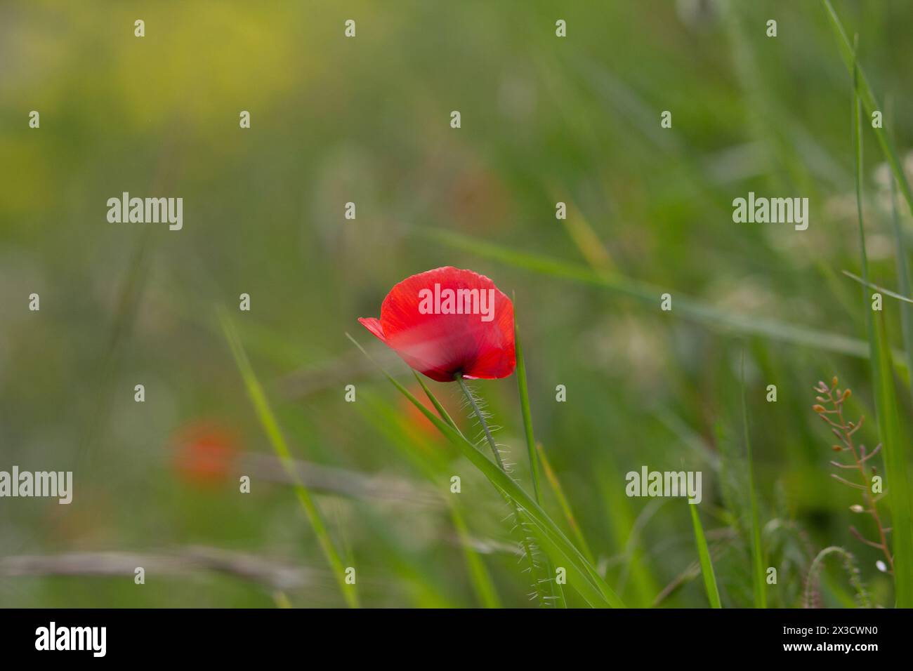 Coquelicots hi-res stock photography and images - Alamy