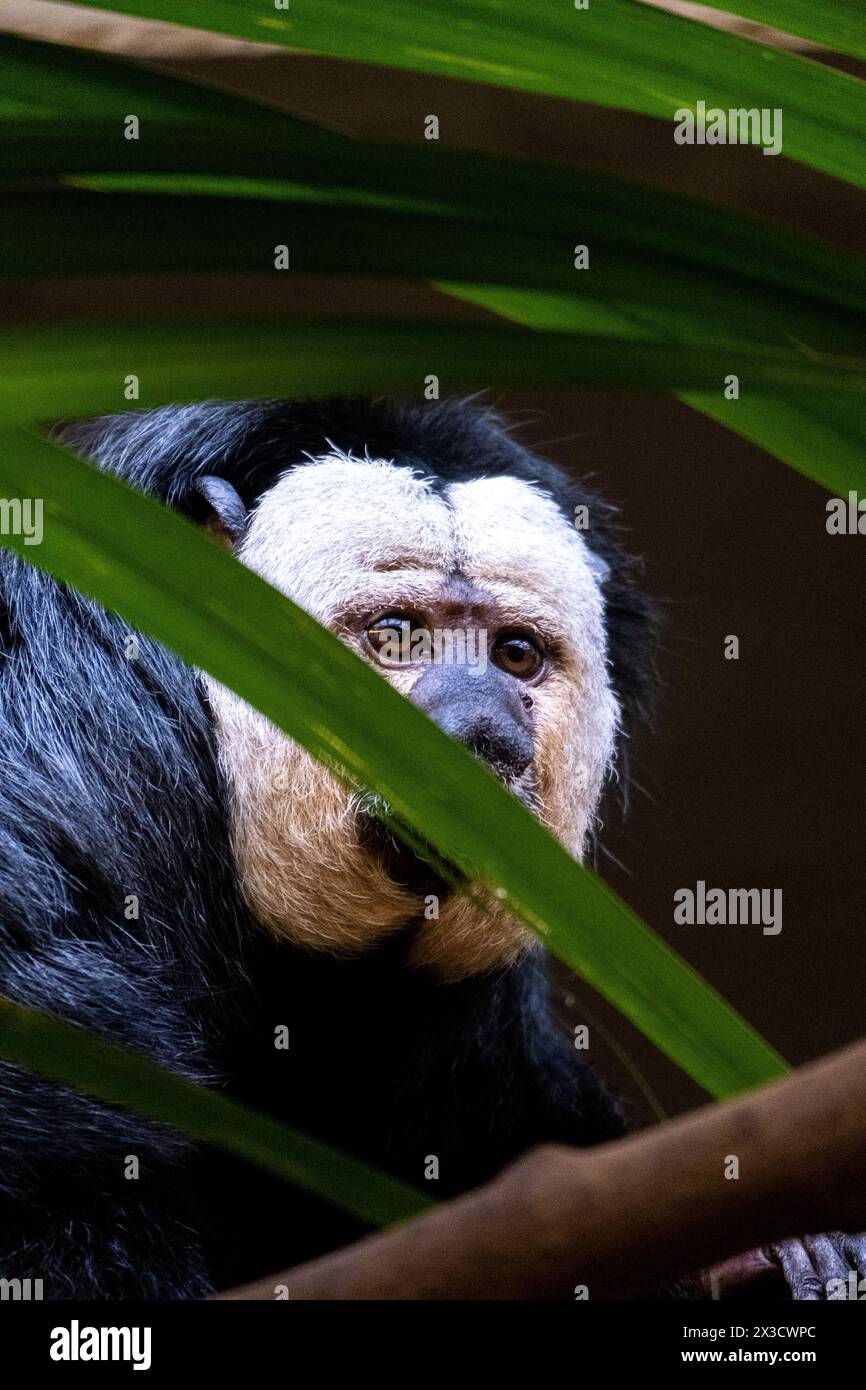 White-faced saki (Pithecia pithecia), called the Guianan saki and the ...