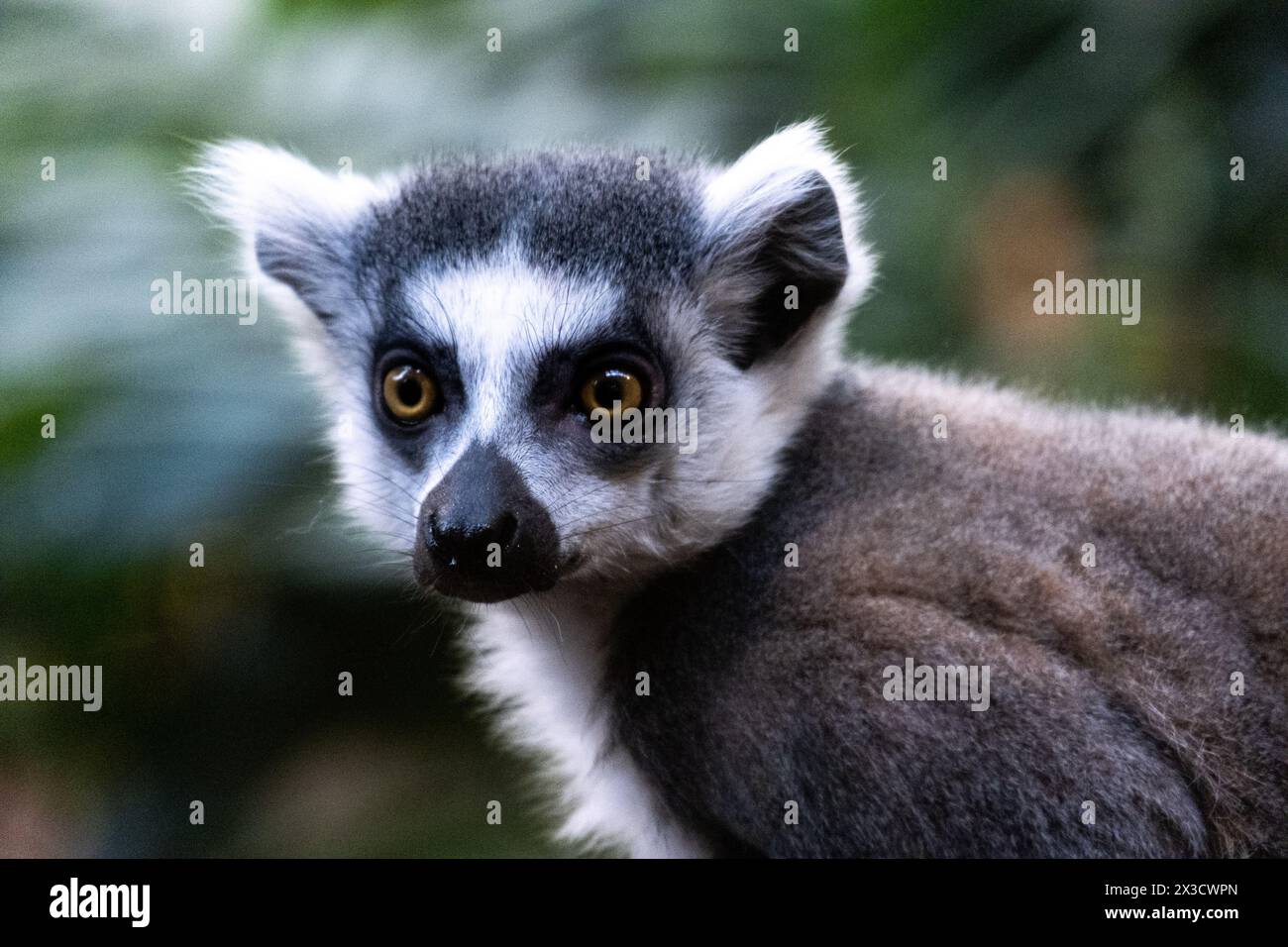 The ring-tailed lemur (Lemur catta) or Maki catta, a lemuriform primate ...
