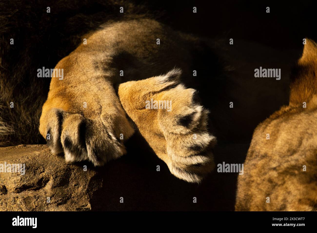 Legs of male lion (Panthera leo), a species of carnivorous mammal in ...