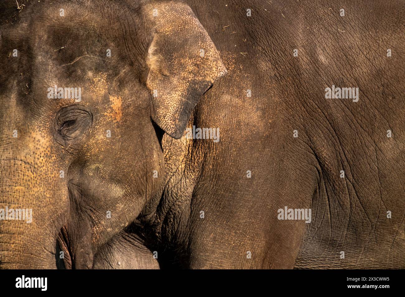 Asian elephant (Elephas maximus), a mammal of the elephant family, at ...