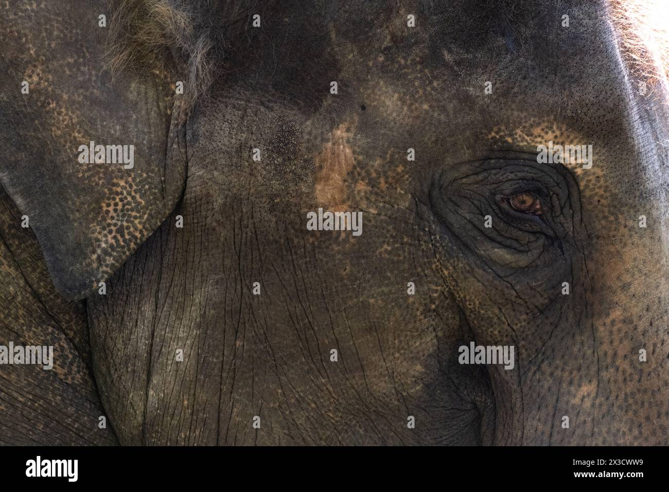 Asian elephant (Elephas maximus), a mammal of the elephant family, at ...
