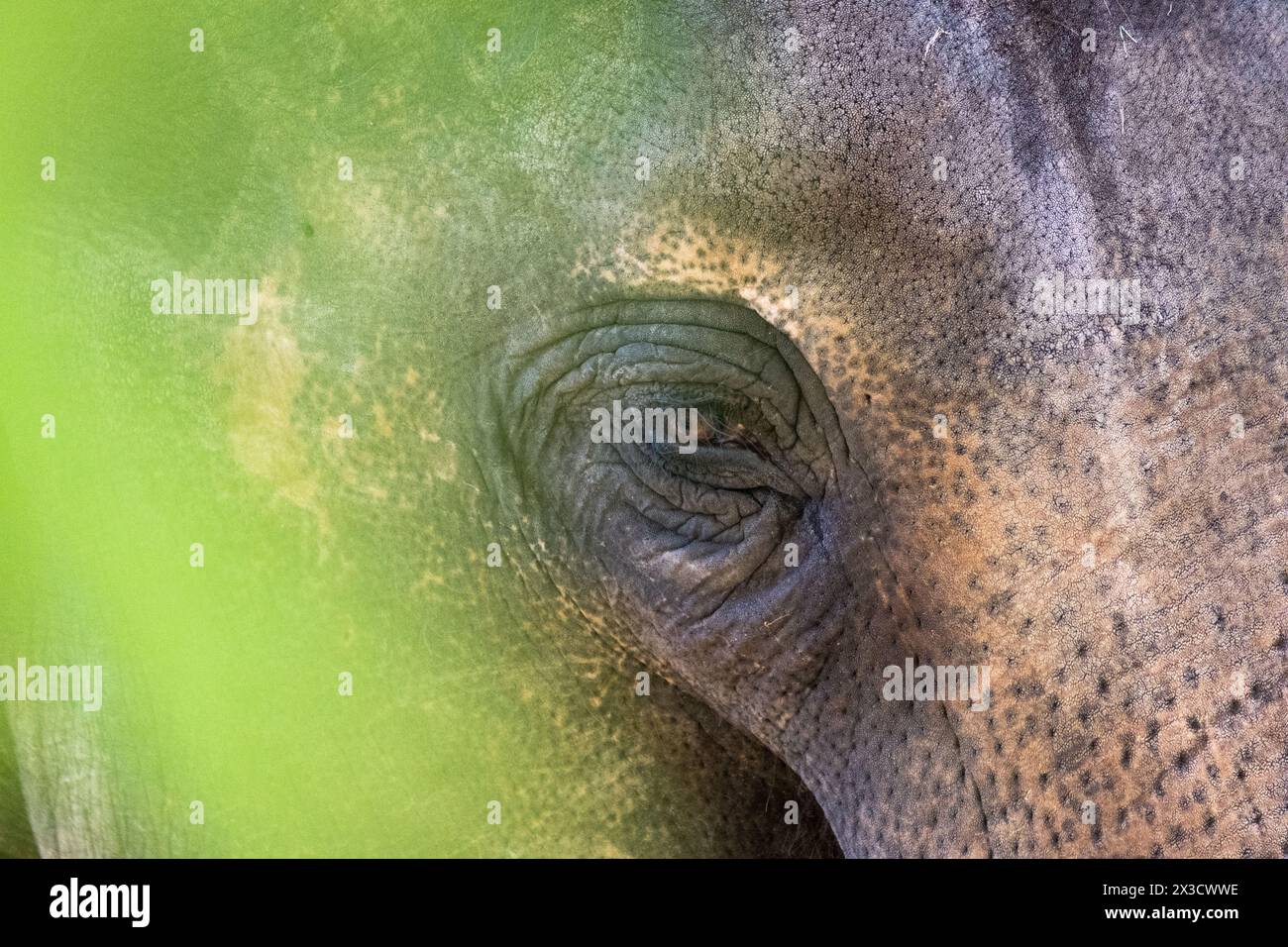 Asian elephant (Elephas maximus), a mammal of the elephant family, at ...