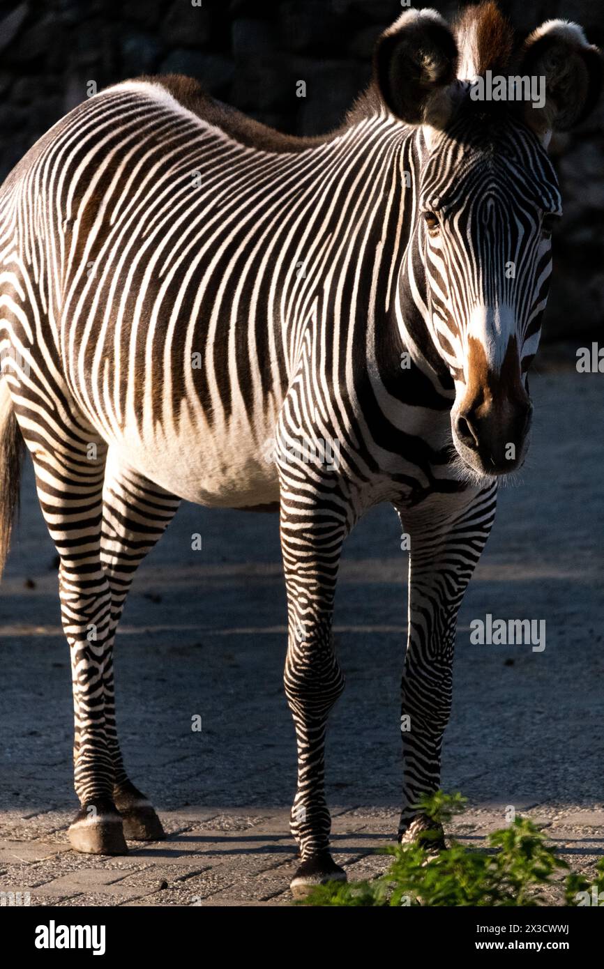 Zebra (Hippotigris) at Artis zoo in Amsterdam, Holland, 22 September ...