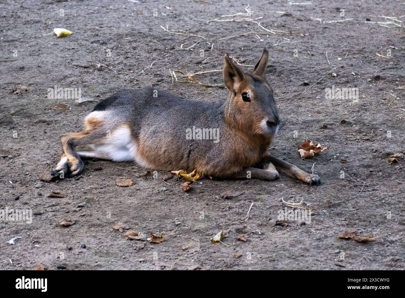 Dolichotis patagonum known as Mara, Patagonian Hare, Pampas Hare, at ...