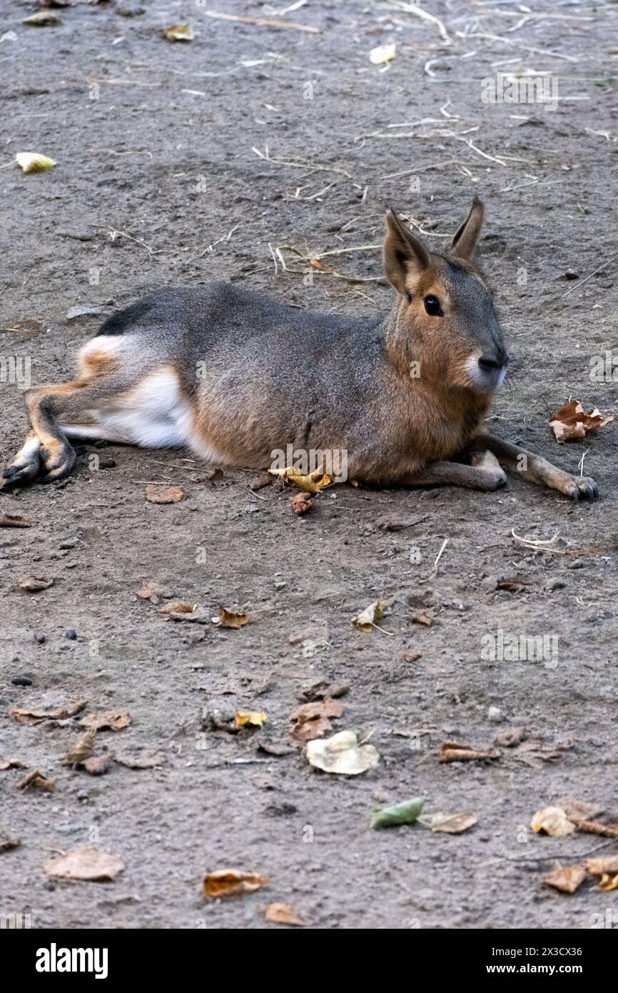 Dolichotis patagonum known as Mara, Patagonian Hare, Pampas Hare, at ...