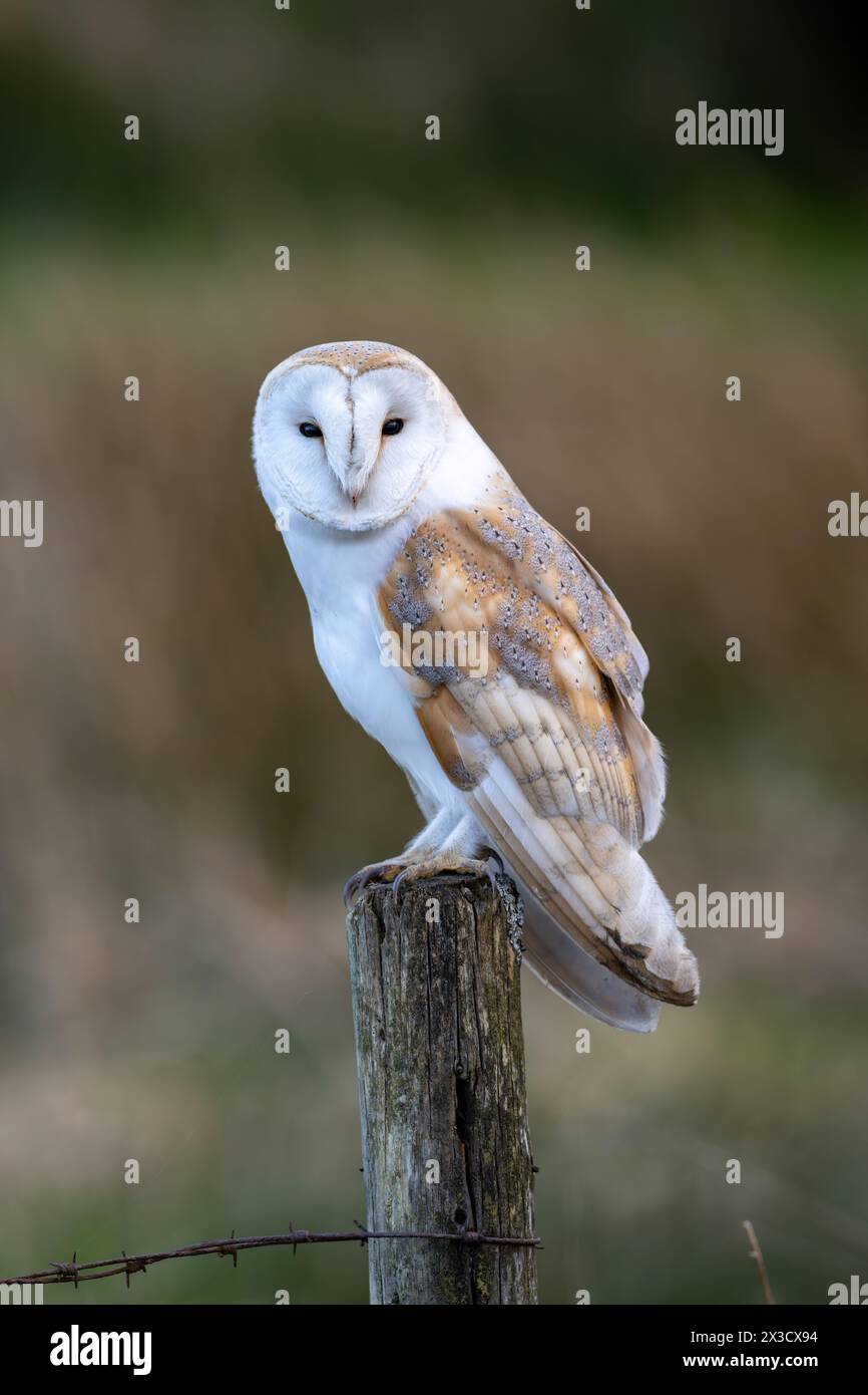 Barn Owl (Tyto alba) perched on a fence post whilst hunting early ...