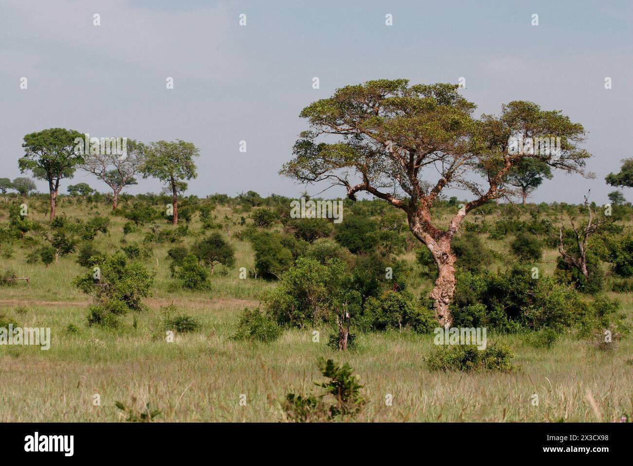 African veld hi-res stock photography and images - Alamy