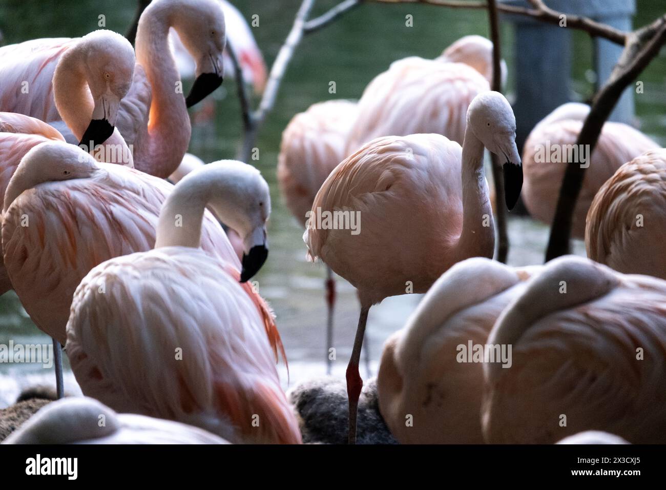 Flamant rose au zoo hi-res stock photography and images - Alamy