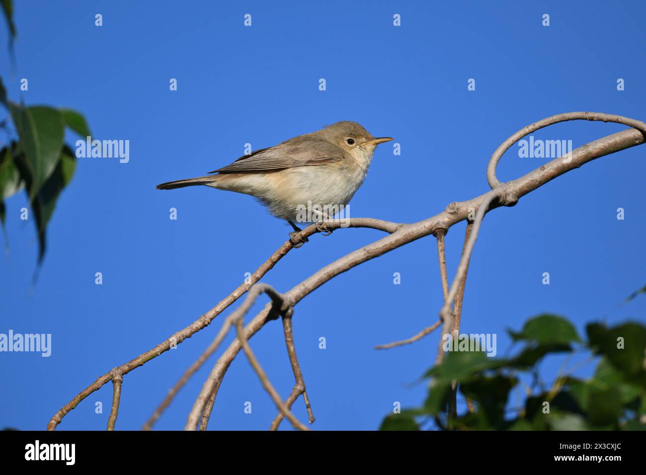 Western Olivaceous Warbler - Uduna opaca Stock Photo - Alamy