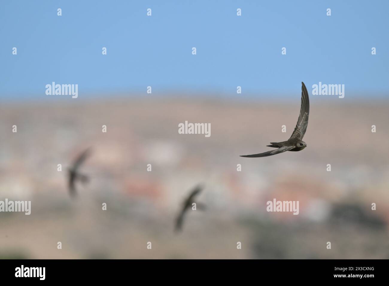 Common Swift - Apus apus Stock Photo - Alamy