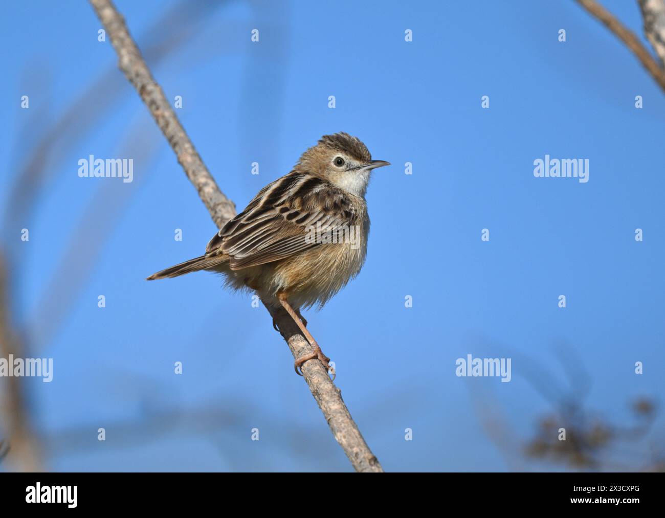 Zitting Cisticola - Cisticola juncidis Stock Photo - Alamy