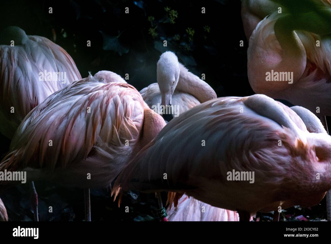 Flamingo, (Phoenicopterus roseus) at Artis zoo in Amsterdam, Holland on ...