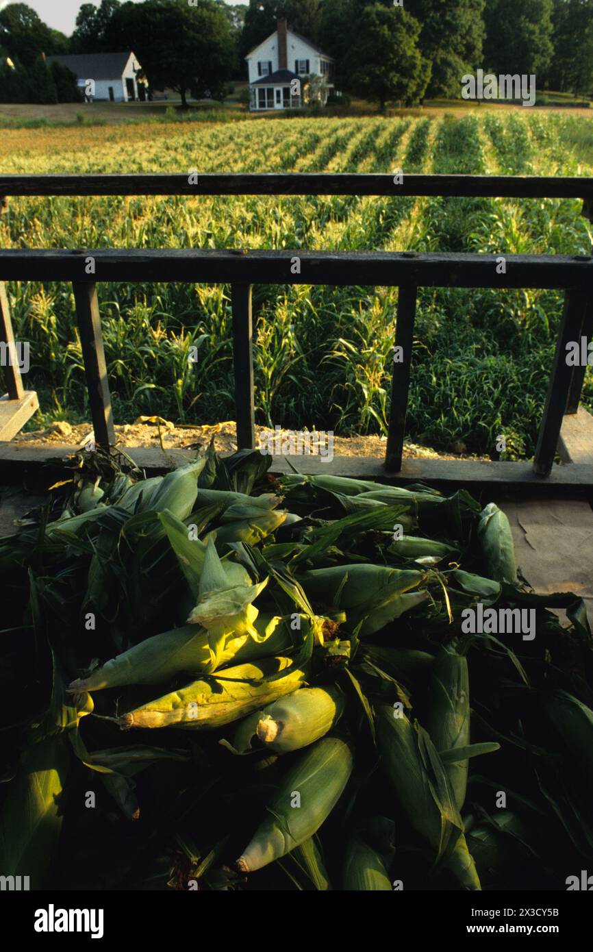 Connecticut green corn hi-res stock photography and images - Alamy