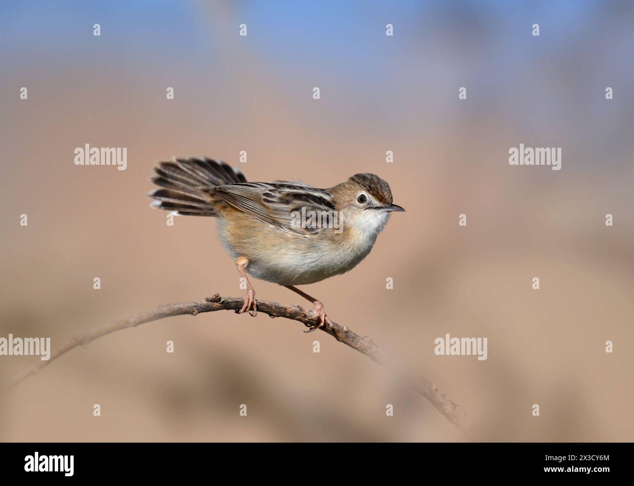 Zitting Cisticola - Cisticola juncidis Stock Photo - Alamy