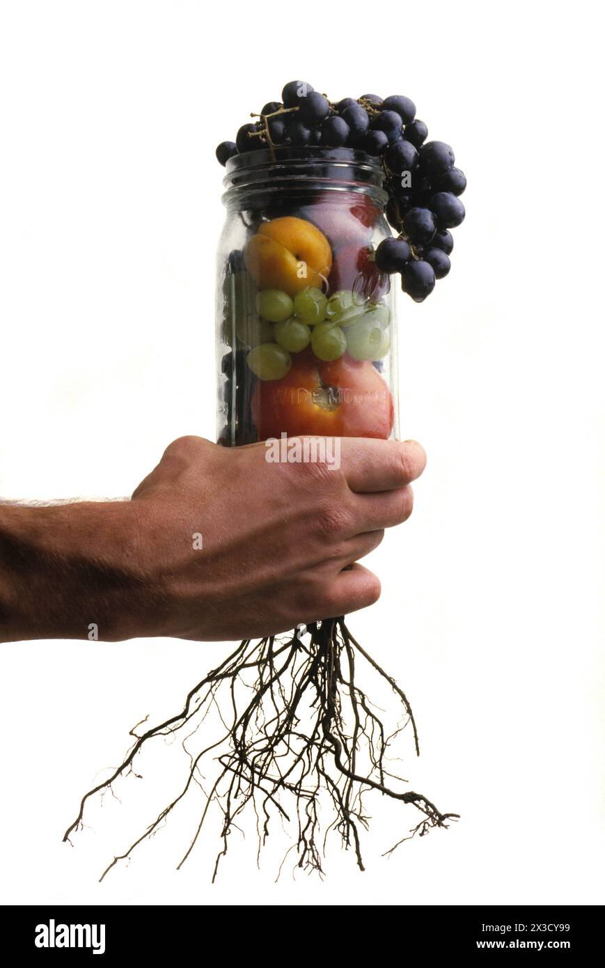 Fresh food with roots illustration Stock Photo - Alamy