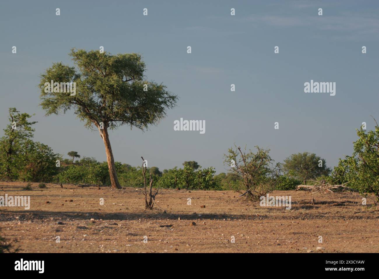 Southern African scenery and landscapes. Sheppard's Tree Stock Photo ...