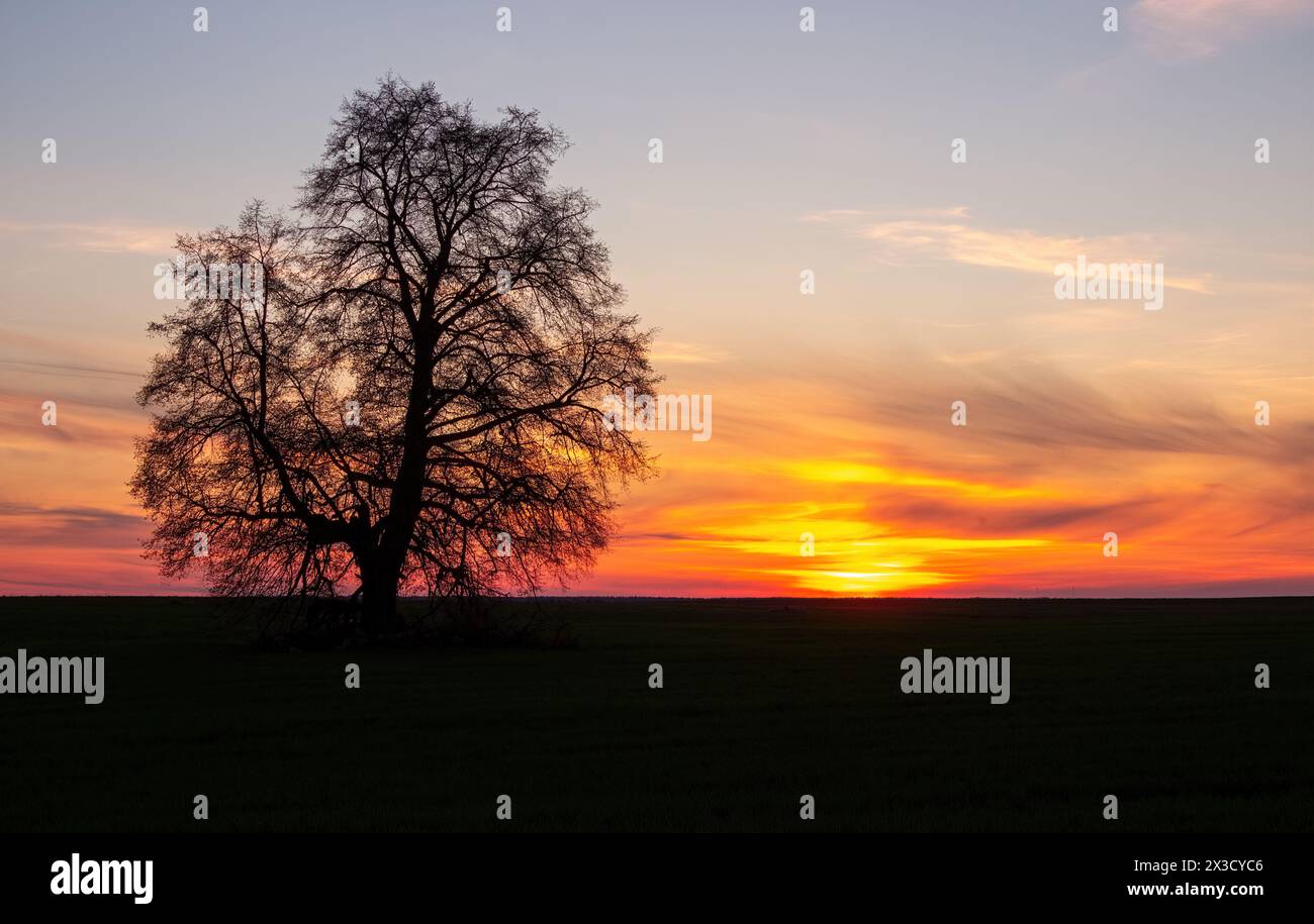 Dusk in lonely tree hi-res stock photography and images - Alamy
