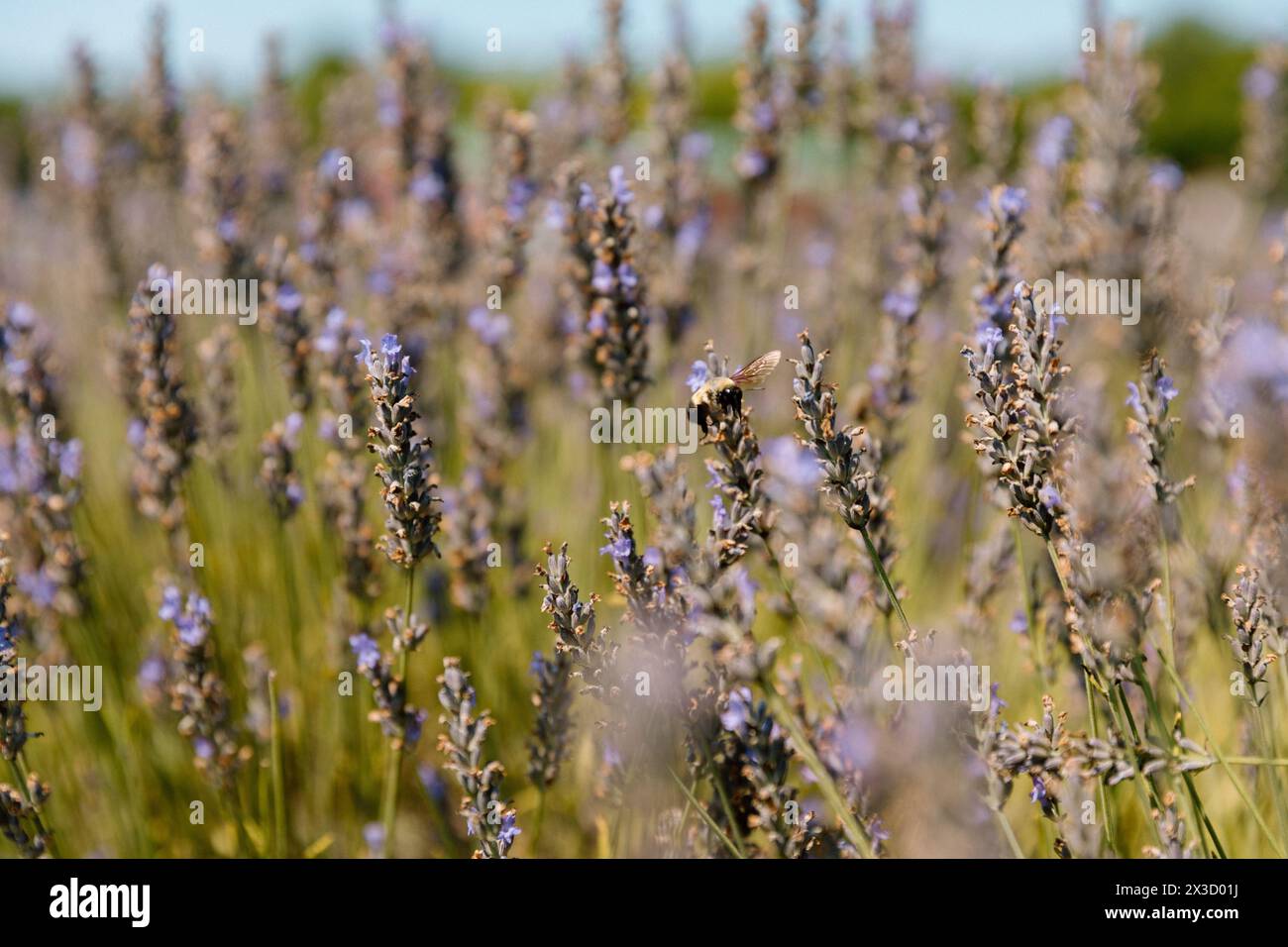 Busy bee collecting pollen on lavender blooms Stock Photo - Alamy