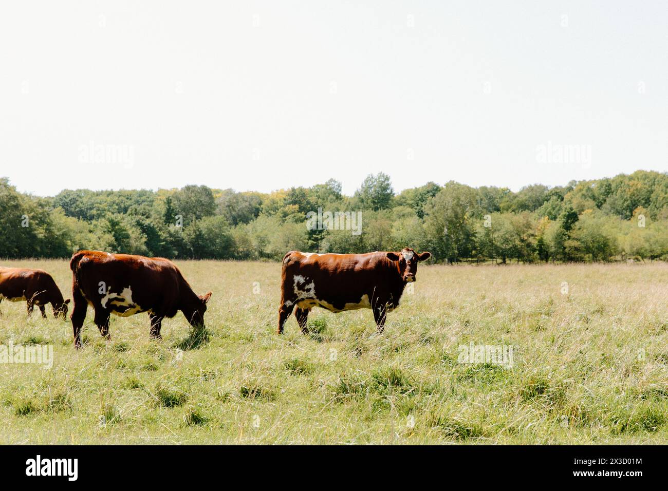 Summer farm sustainability cows hi-res stock photography and images - Alamy