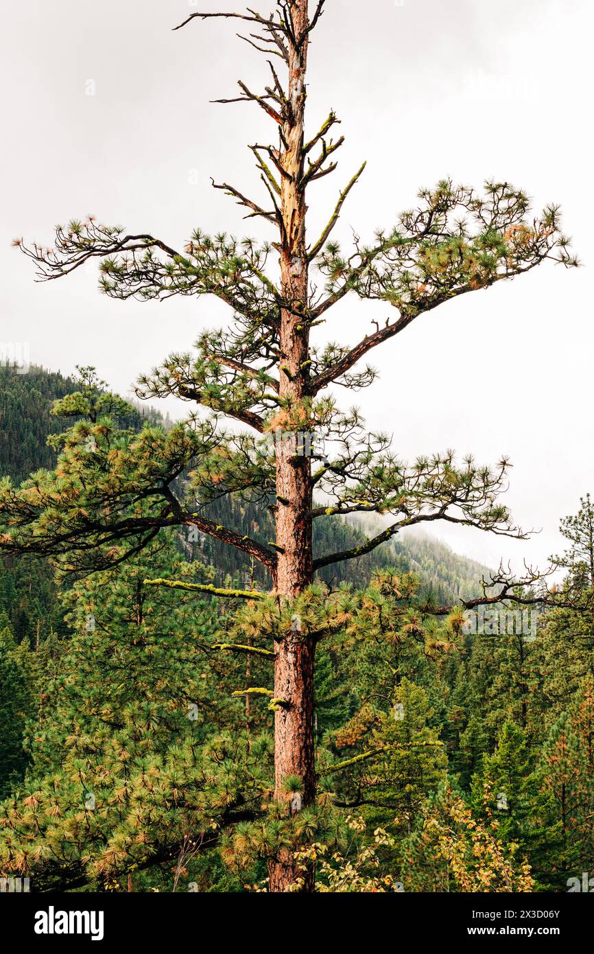 Single Ponderosa pine tree with a background of forest trees Stock ...