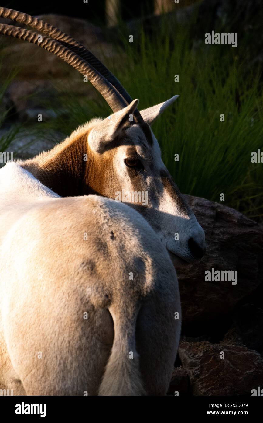 Scimitar oryx (Oryx dammah), also known as the scimitar-horned oryx and ...