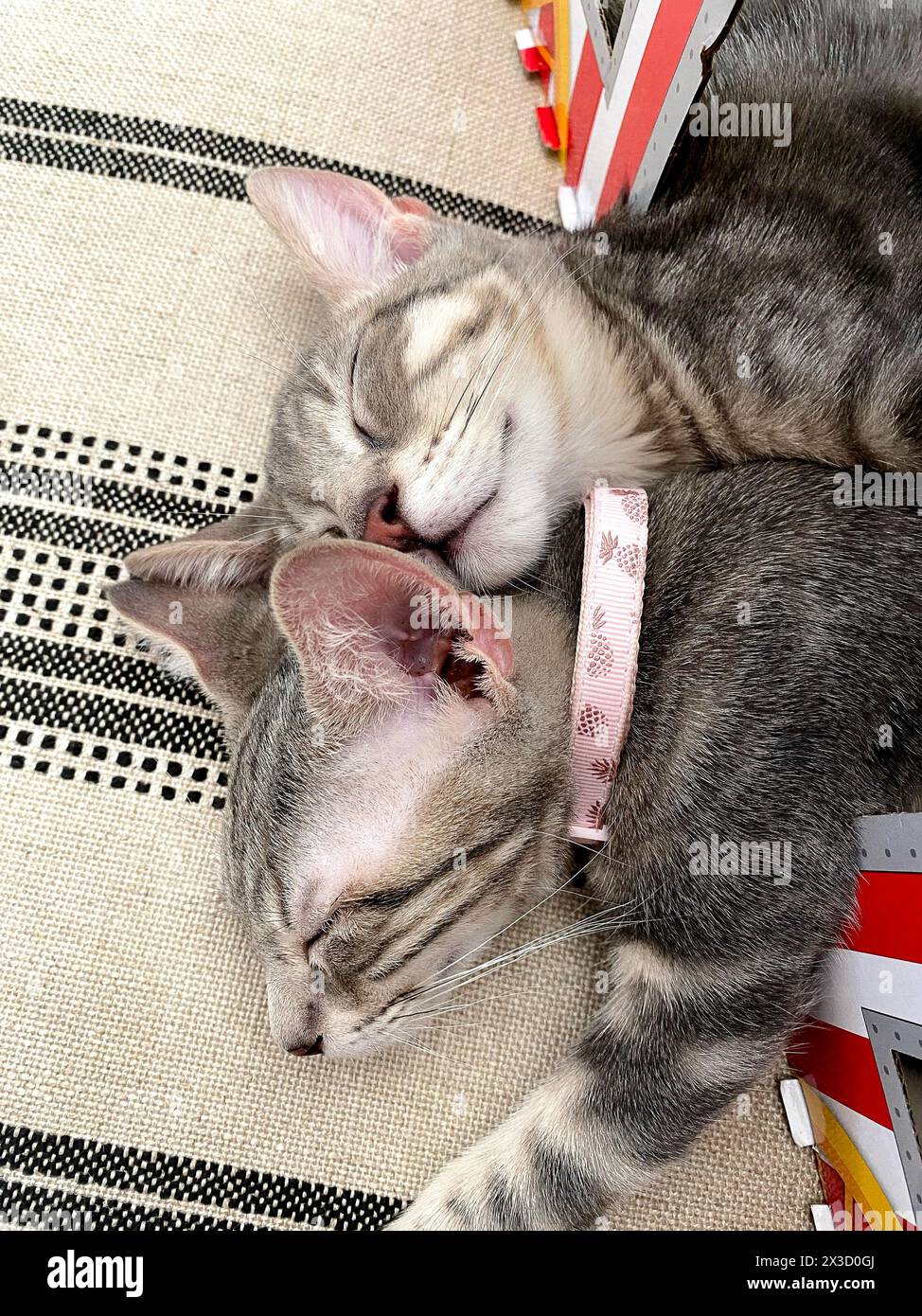 Pets cuddling hi-res stock photography and images - Alamy