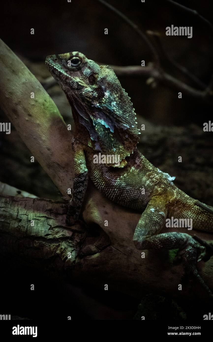 Philippine sailfin lizard (Hydrosaurus pustulatus), a species of ...