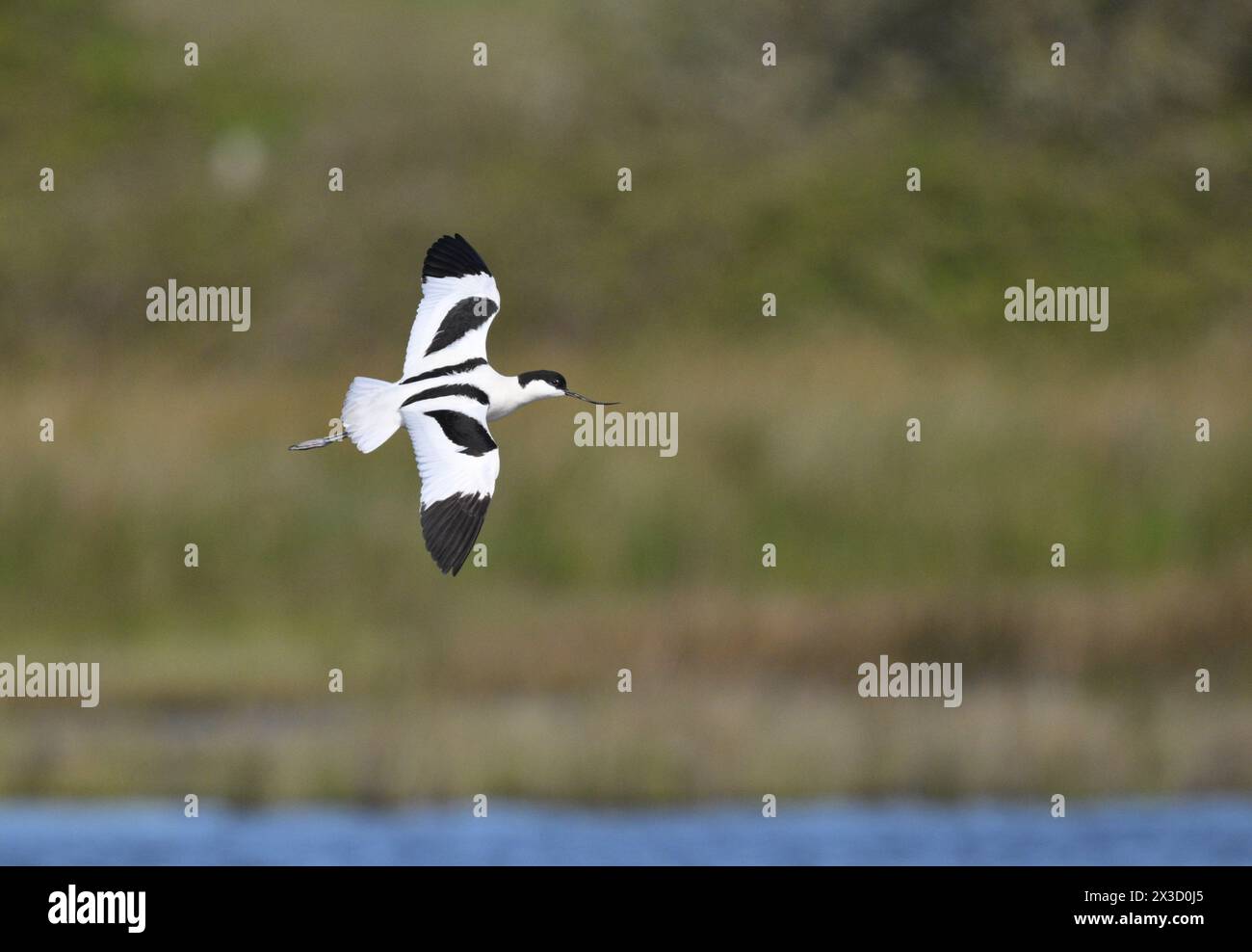 Avocet - Recurvirostra avosetta Stock Photo - Alamy
