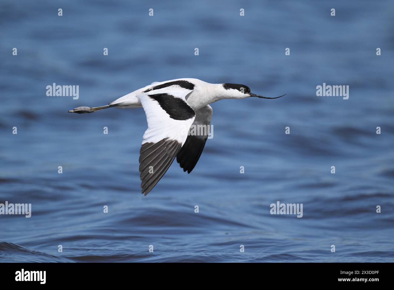 Avocet - Recurvirostra avosetta Stock Photo - Alamy