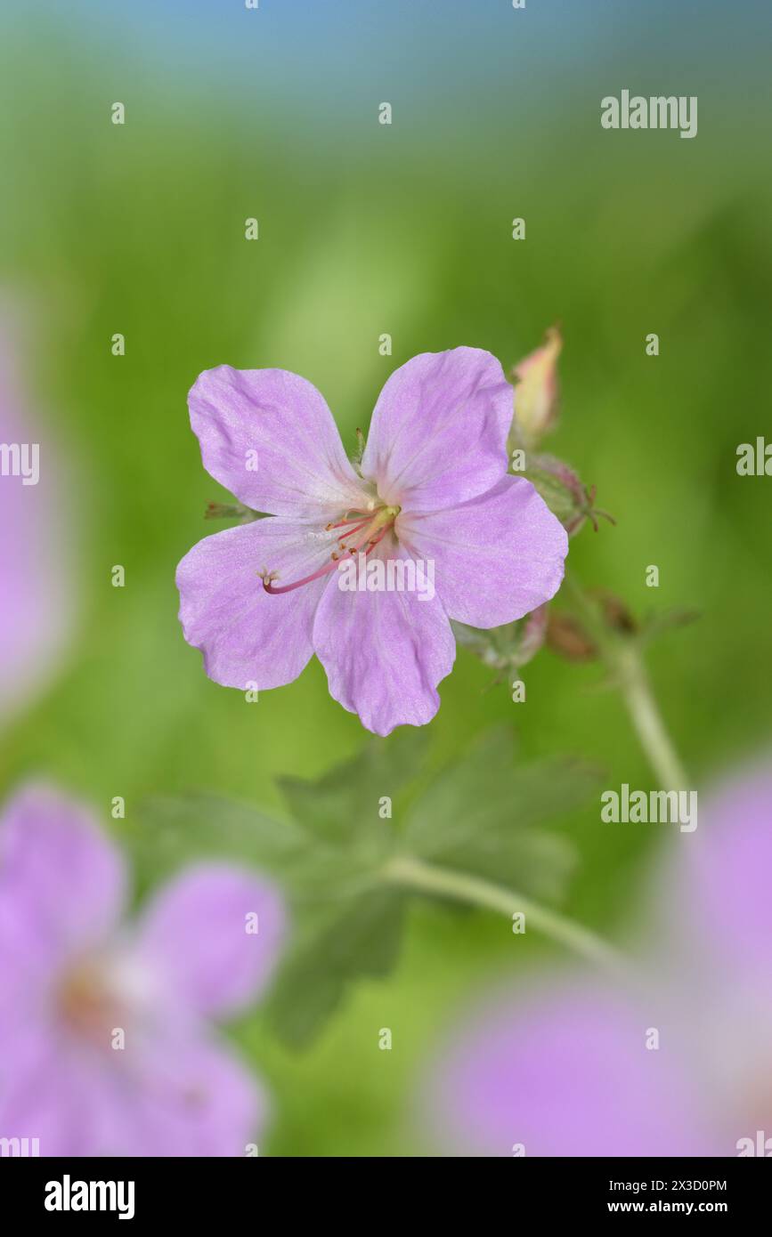Rock Crane's-bill - Geranium macrorrhizum Stock Photo - Alamy