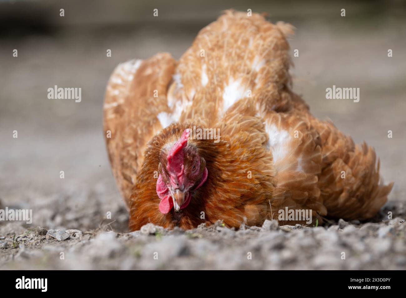 Free Range hens on a farm taking a dust bath in the sunshine. North ...